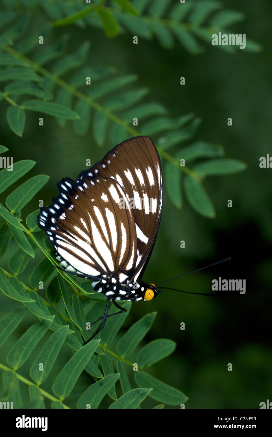 Euripus hi-res stock photography and images - Alamy