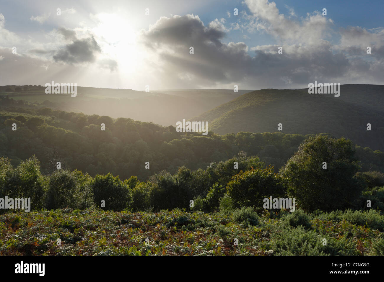 Horner Woods High Resolution Stock Photography and Images - Alamy