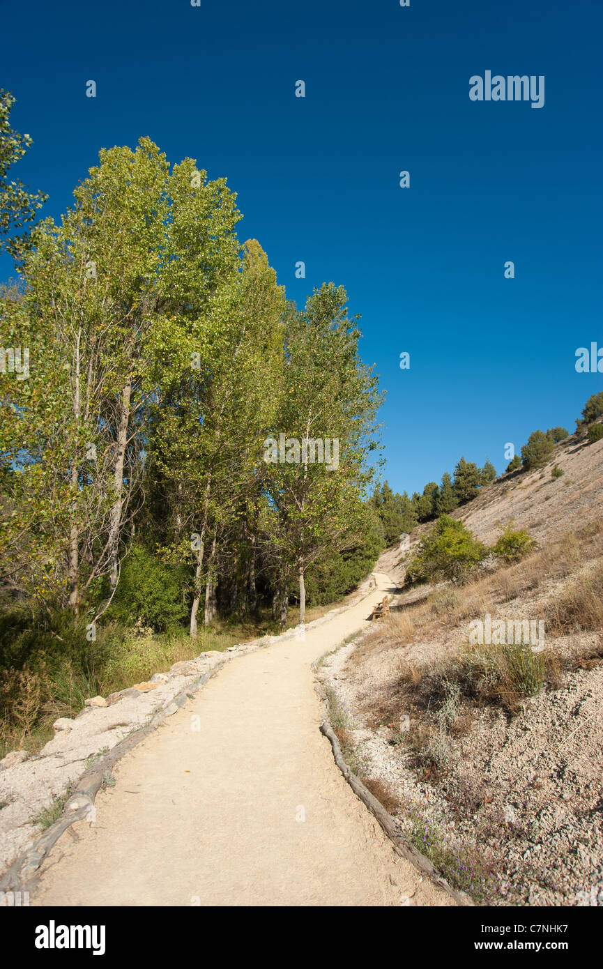 A hiking trail along a lush poplar forest Stock Photo - Alamy