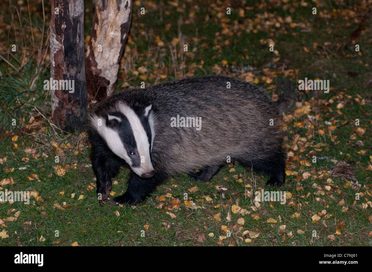 Badger at foraging at night Stock Photo - Alamy