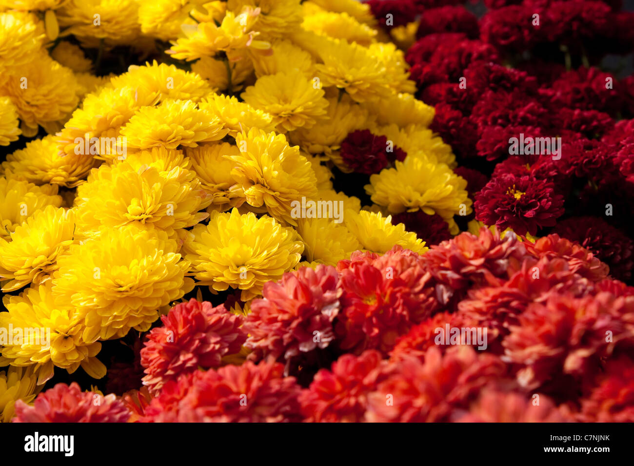 Red yellow mum chrysanthemum flowers hi-res stock photography and ...