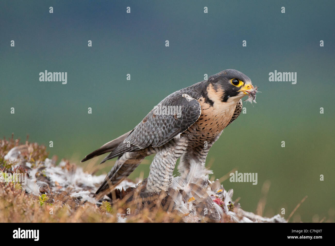 Peregrine Falcon with prey Stock Photo - Alamy
