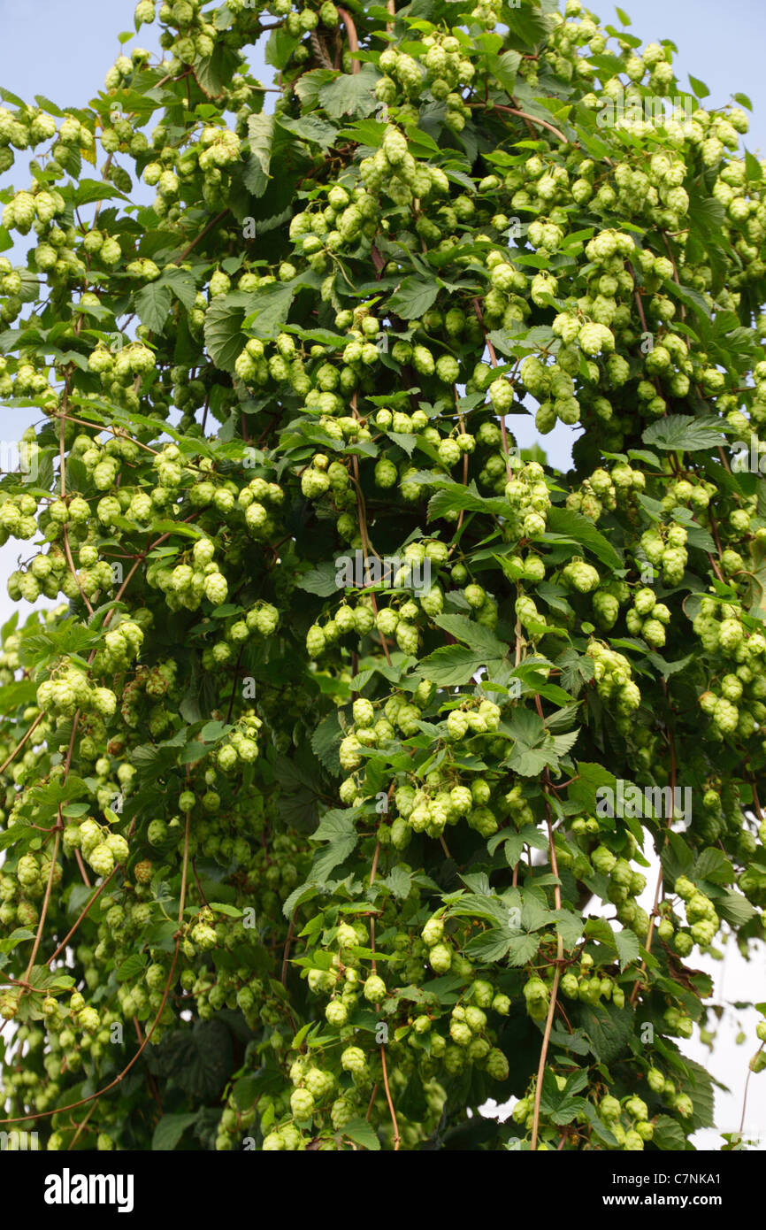 Close up of hops, humulus lupulus ,on hop bine showing climbing plant ...