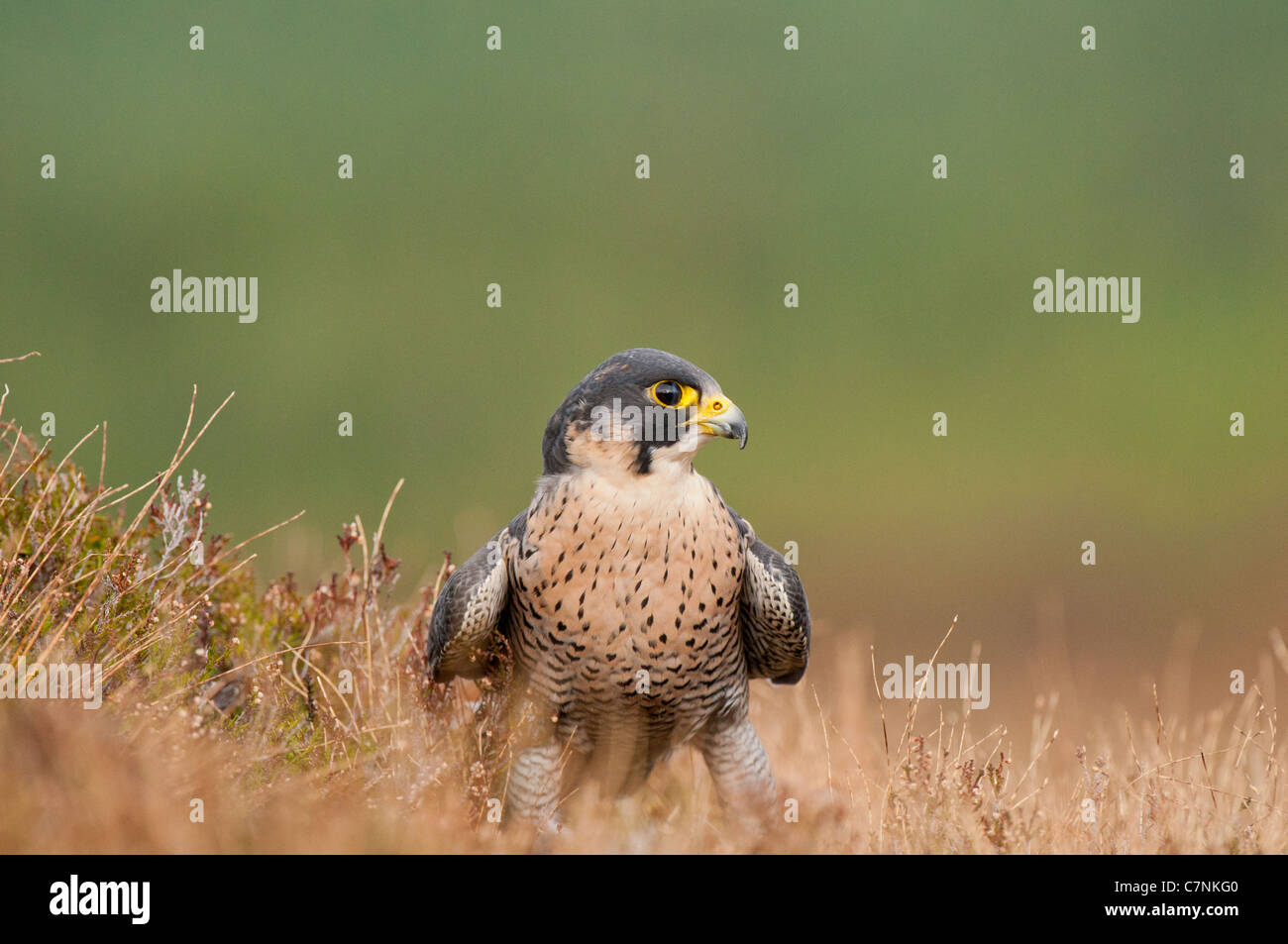 Peregrine falcon bird hi-res stock photography and images - Alamy