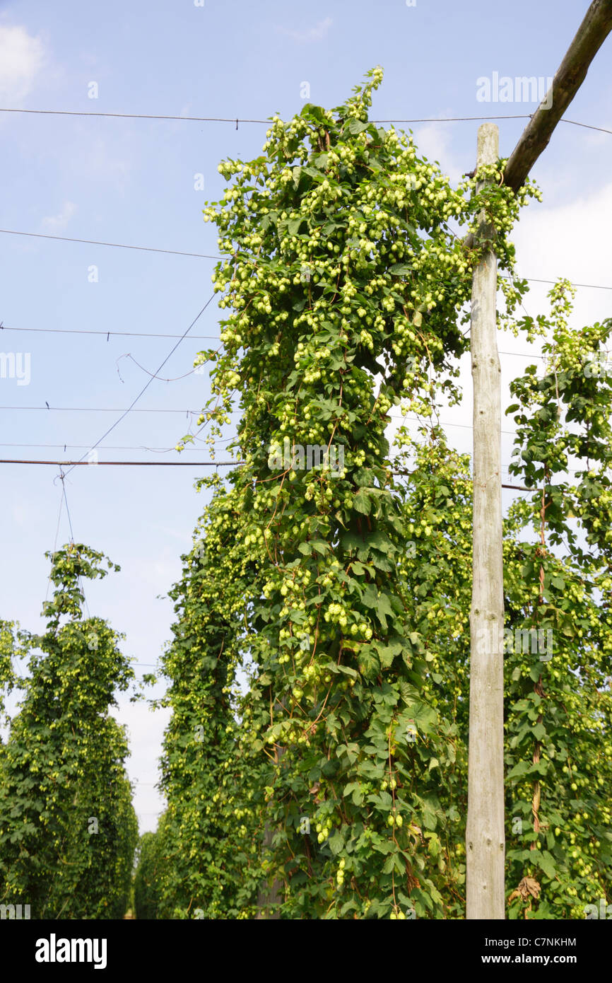 Hops, humulus lupulus, growing on wirework supports in hopyard fields ...