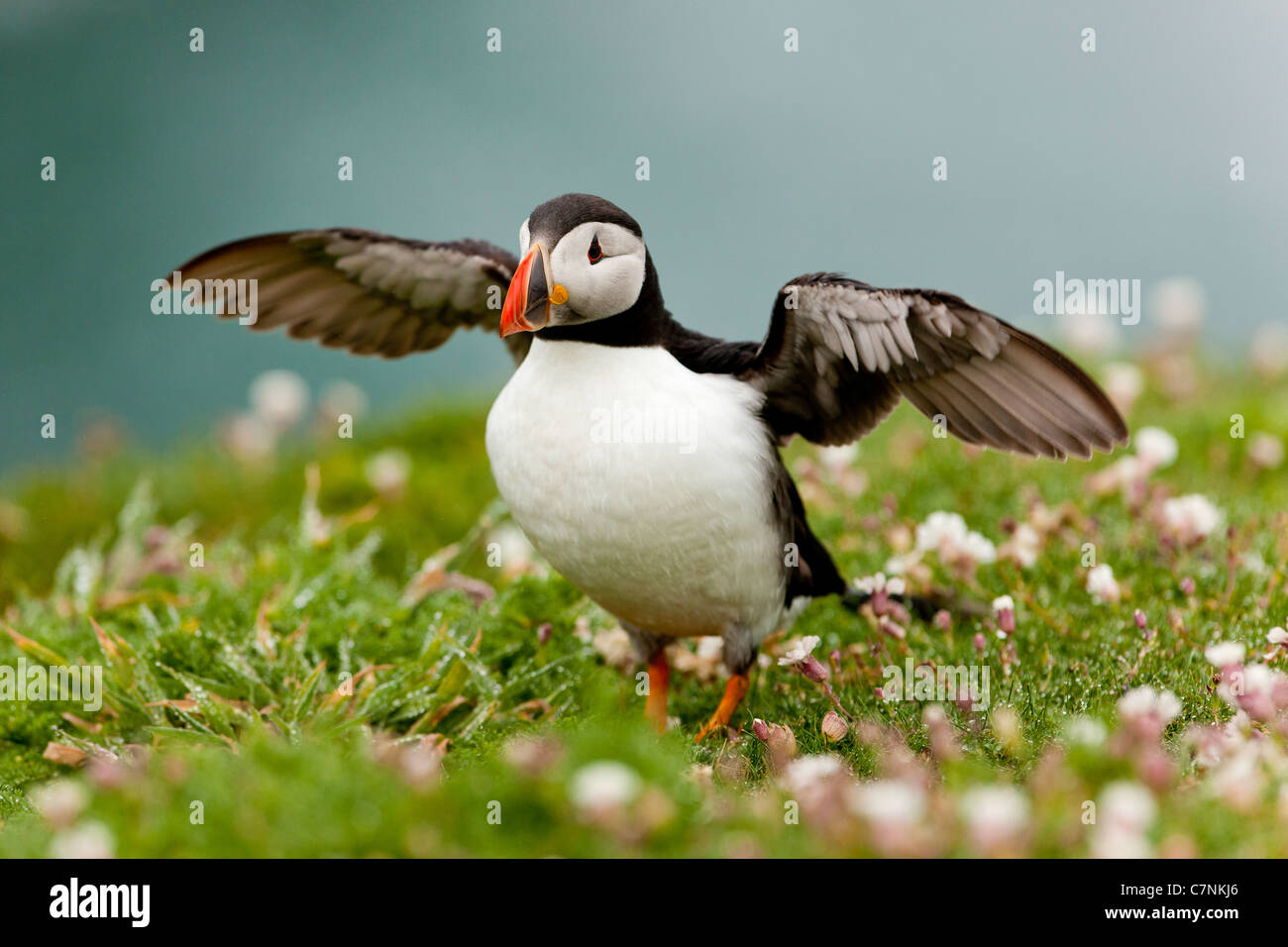 Puffin flapping wings Stock Photo - Alamy