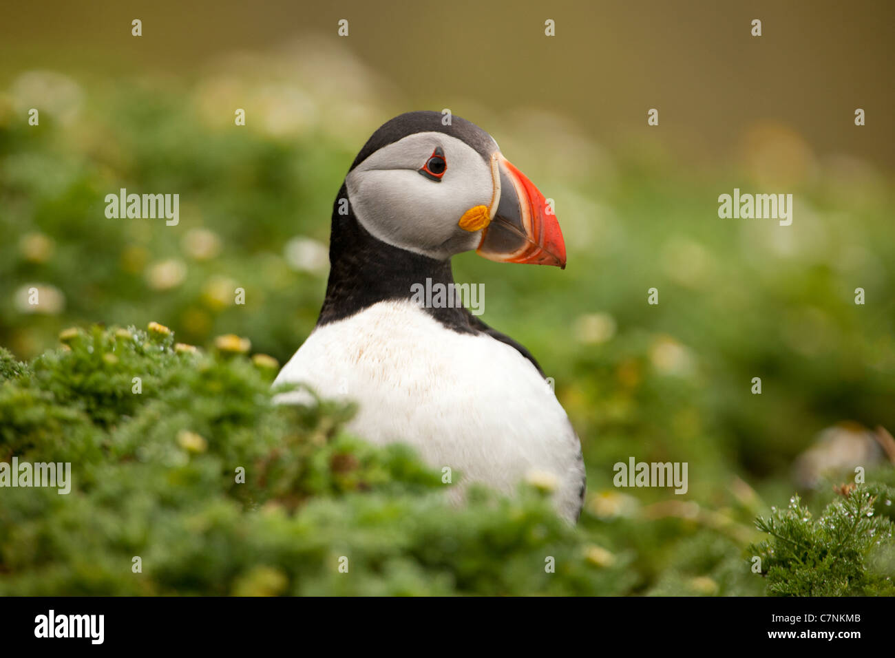 Puffin during nesting season Stock Photo - Alamy