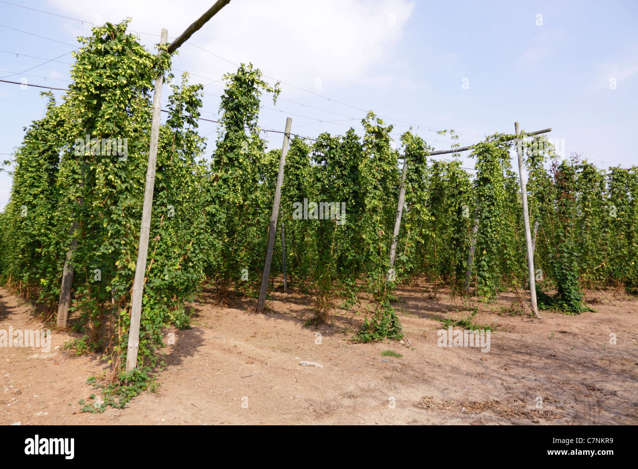Hops, humulus lupulus, growing on wirework supports in hopyard fields ...