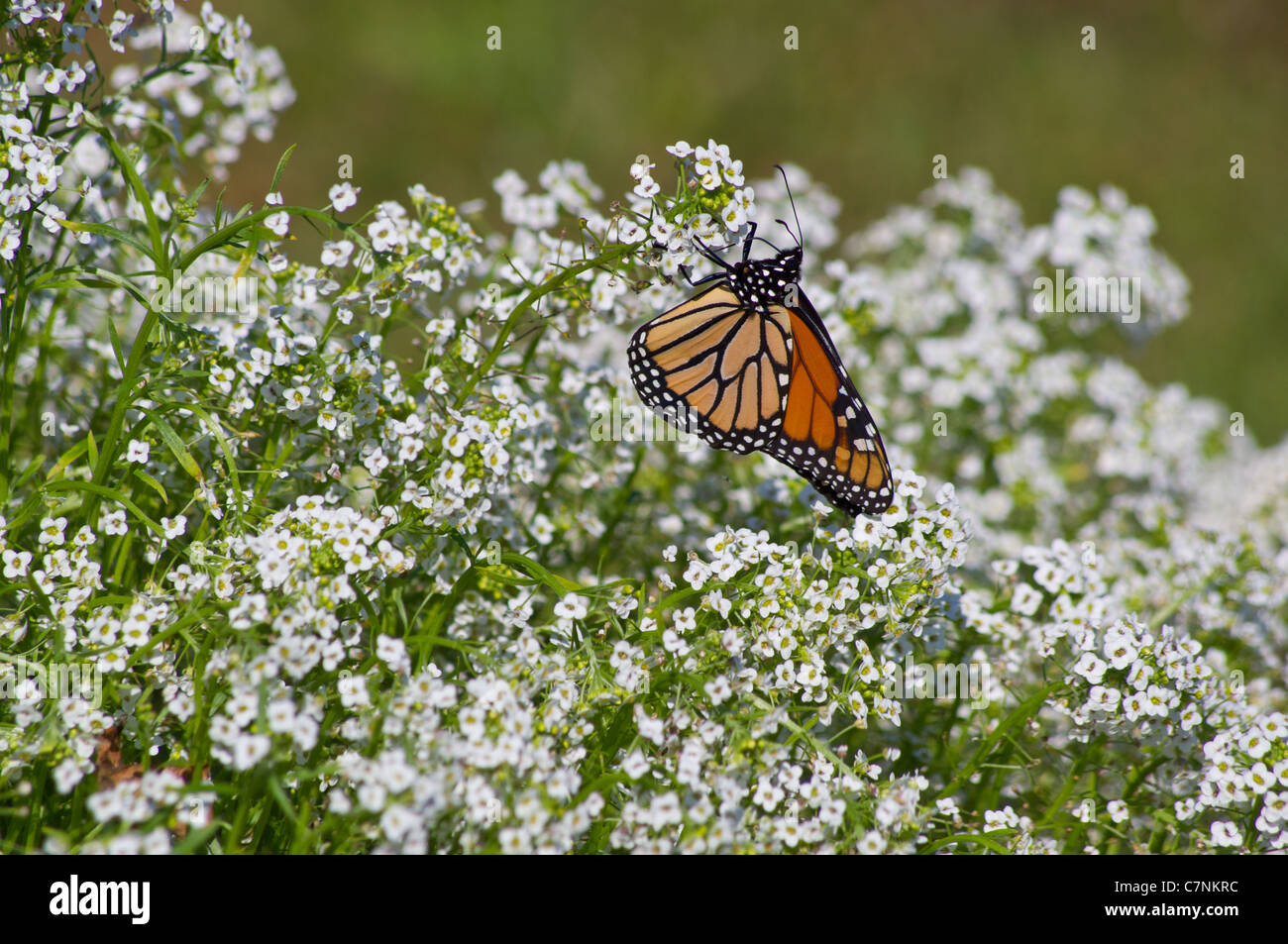 Monarch Caterpillar Flower High Resolution Stock Photography and Images ...