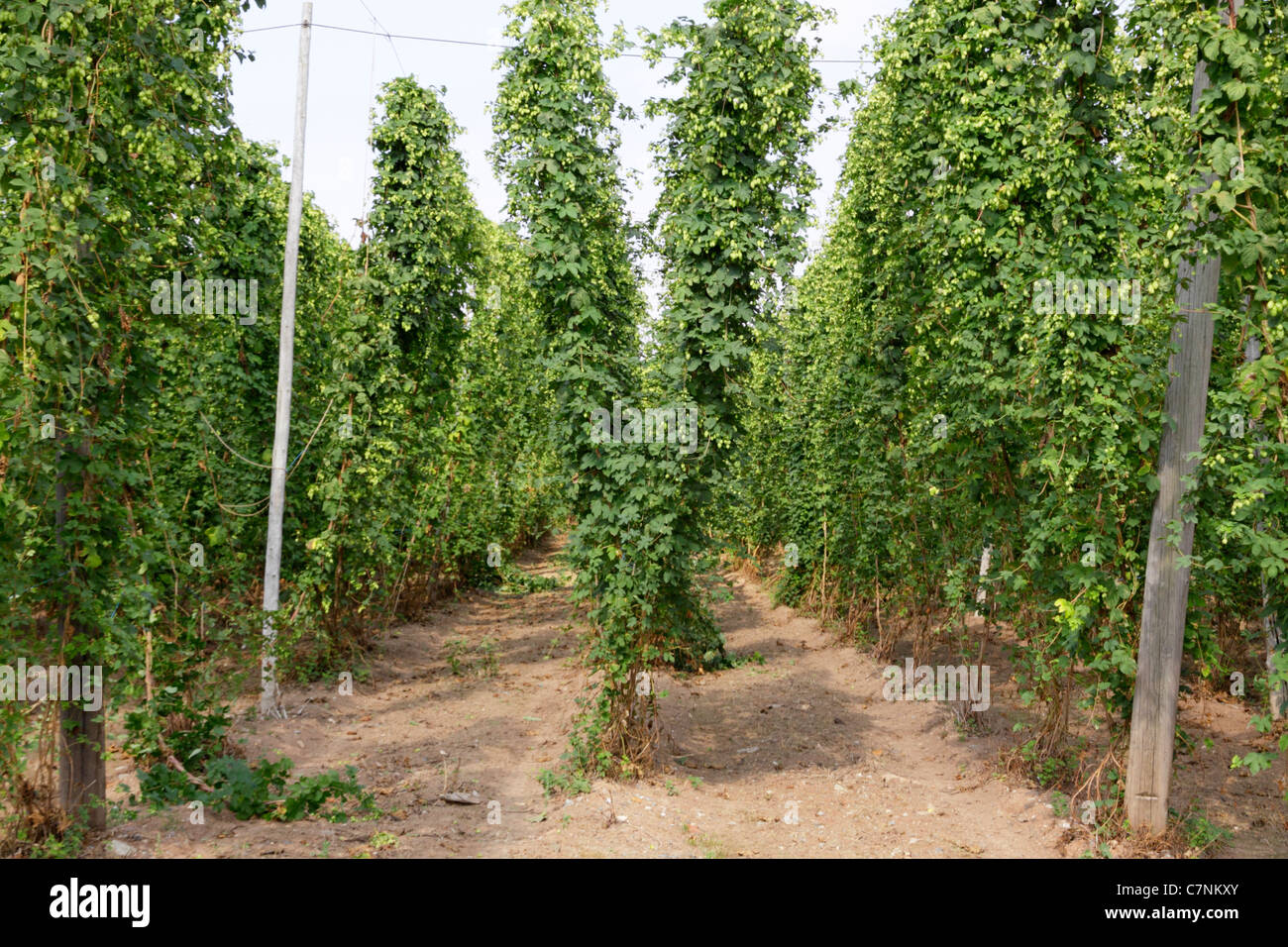 Hops, humulus lupulus, growing on wirework supports in hopyard fields ...