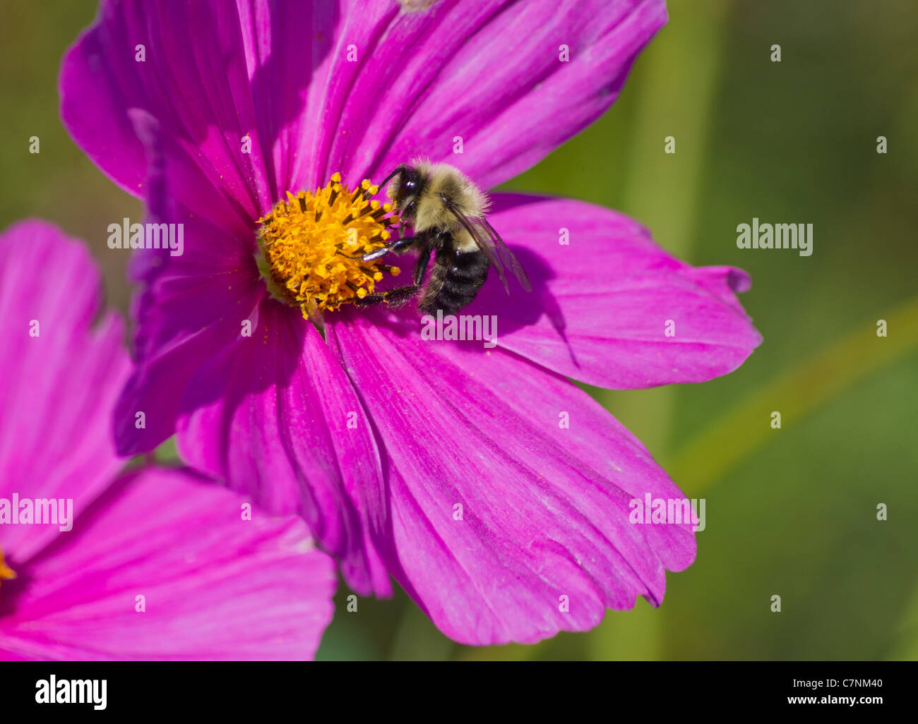 a very furry bee on a dark pink Cosmos blossom Stock Photo - Alamy