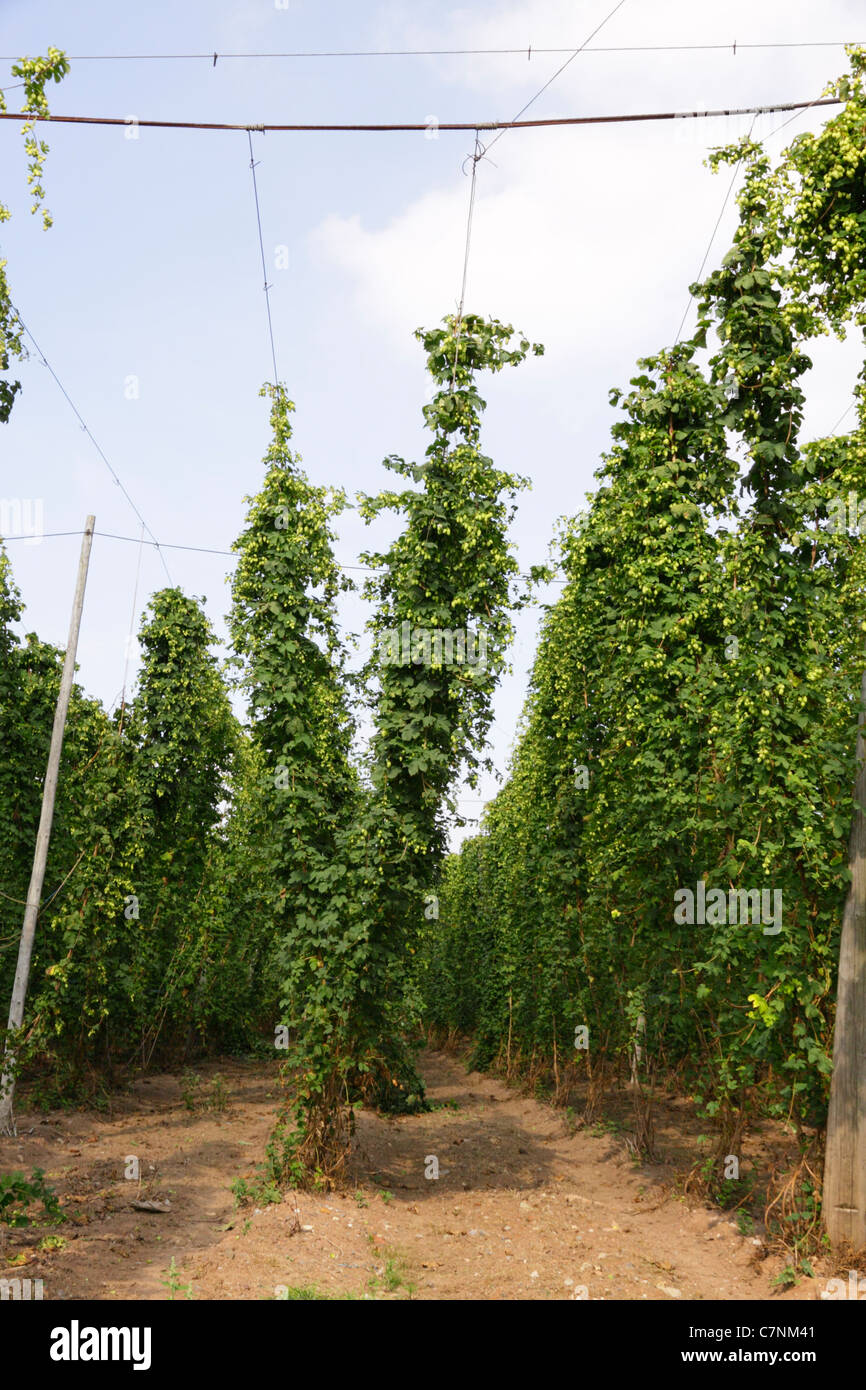 Hops fields hi-res stock photography and images - Alamy