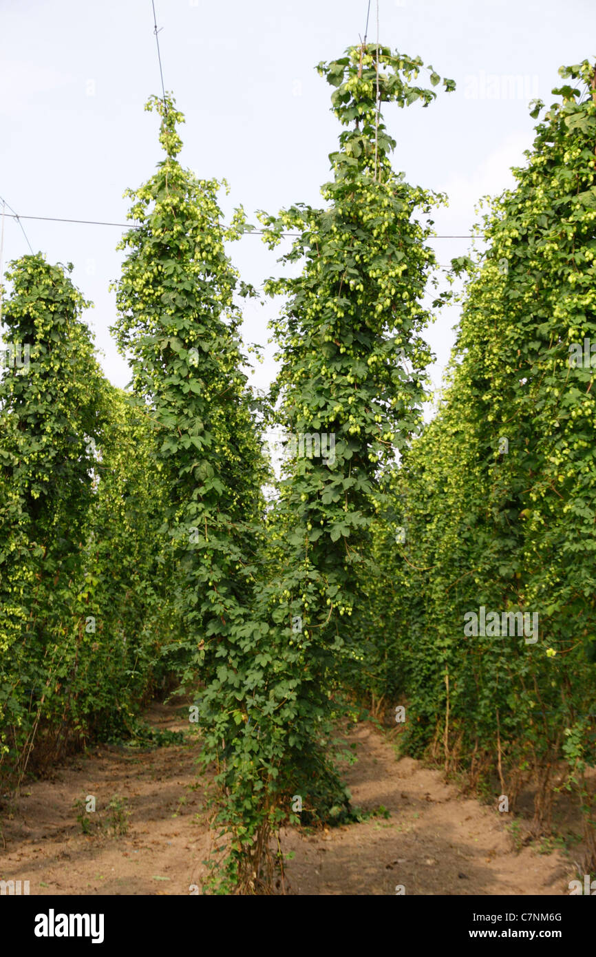 Hops, humulus lupulus, growing on wirework supports in hopyard fields ...