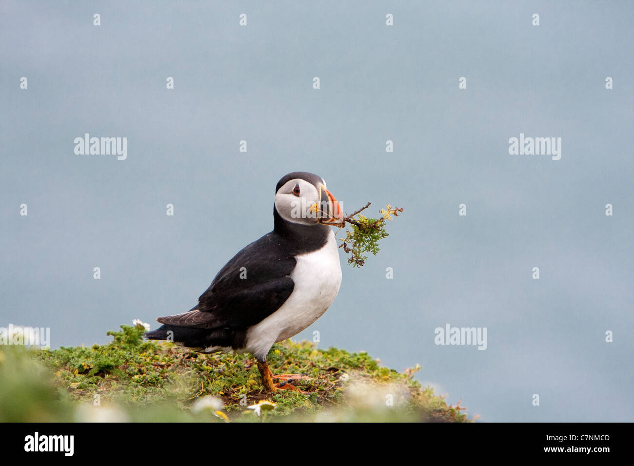 Puffin with nesting material Stock Photo - Alamy