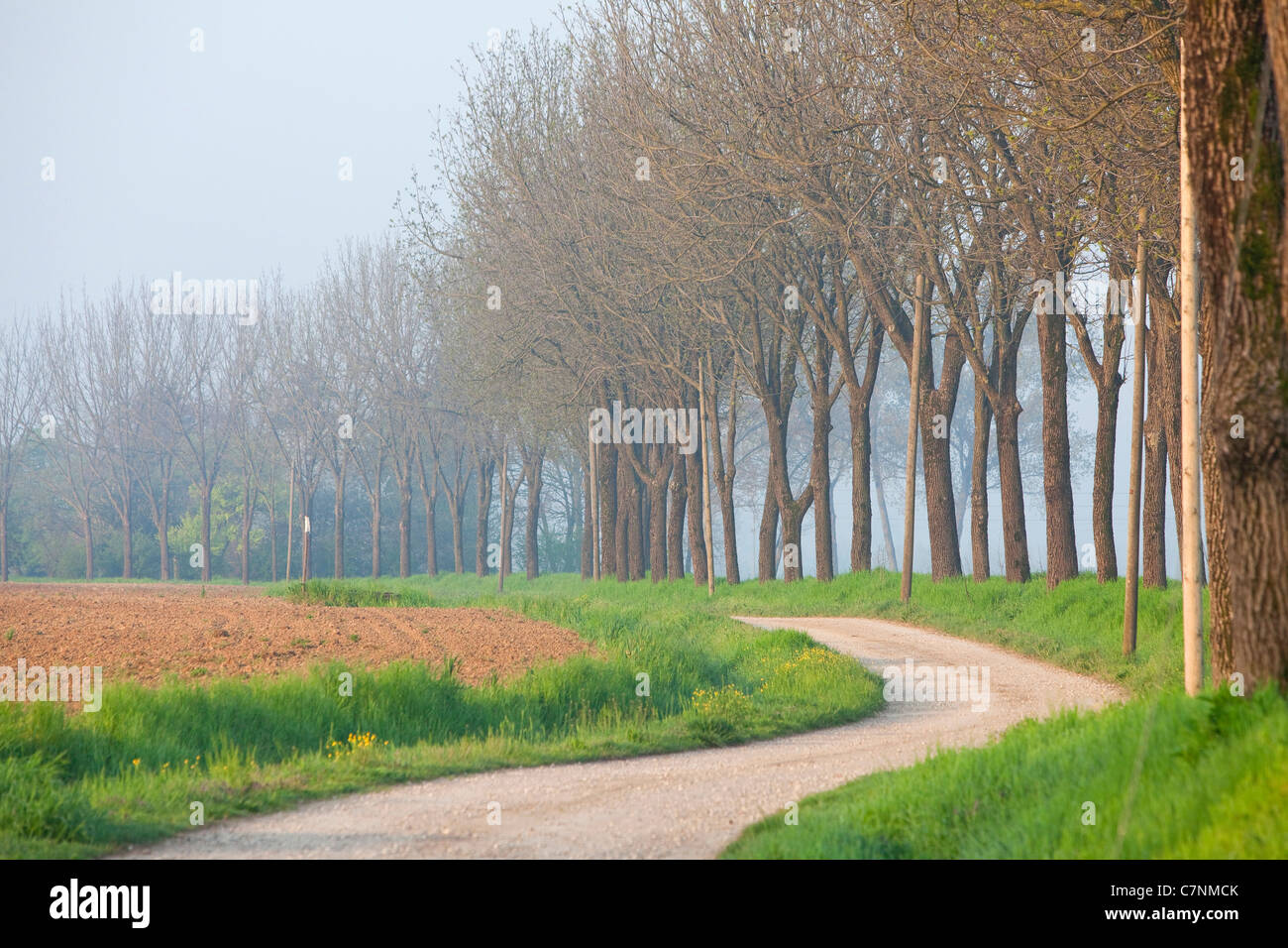 Dirt road and trees in the Italian countryside and natural landscape ...