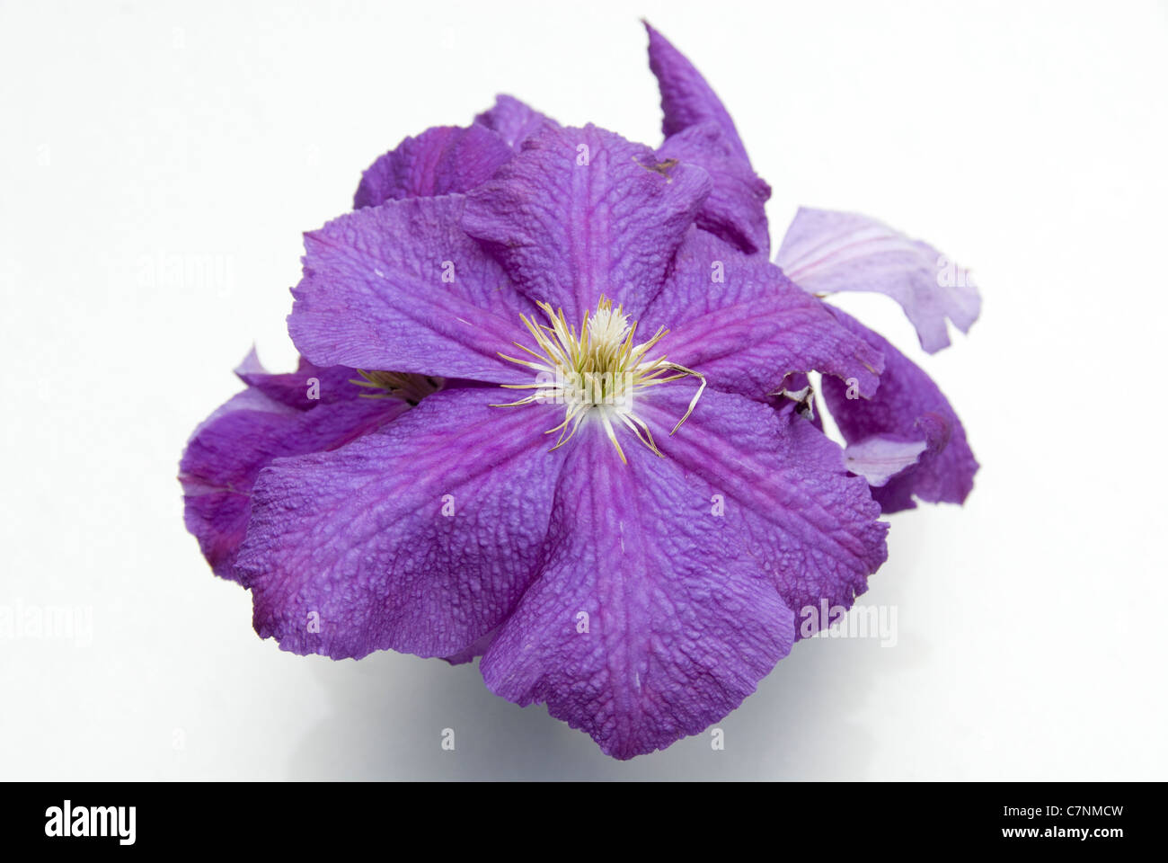 Unusual clematis hi-res stock photography and images - Alamy