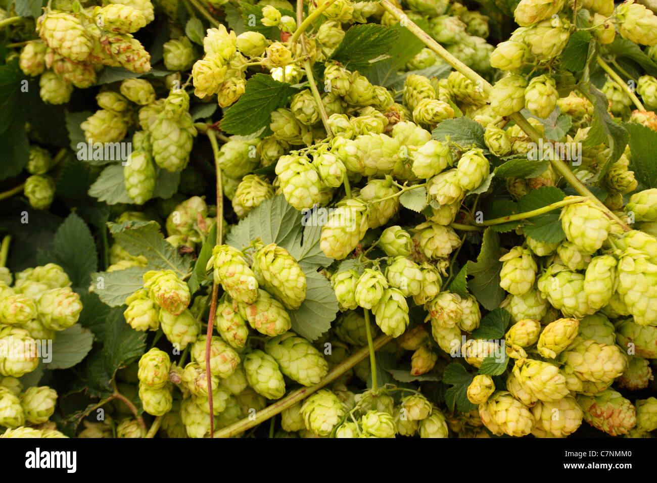 Close up of hops, humulus lupulus ,on hop bine showing climbing plant ...