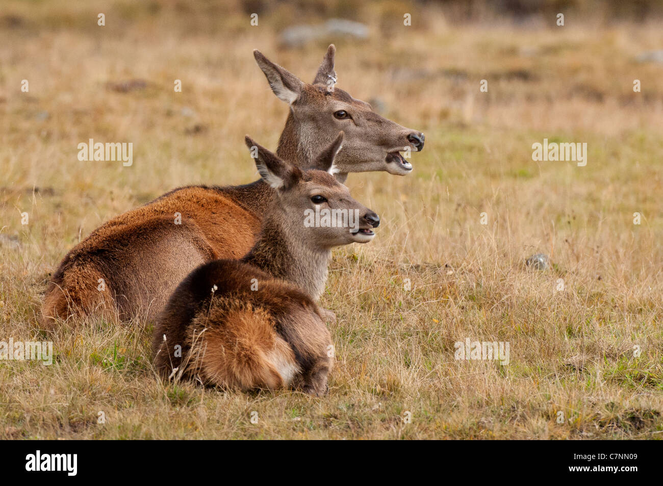 Female red deer hi-res stock photography and images - Alamy