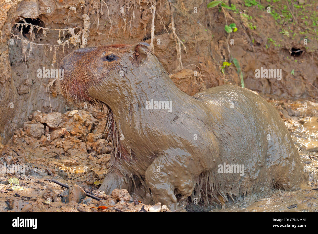 Wild animals in mosaic hi-res stock photography and images - Alamy