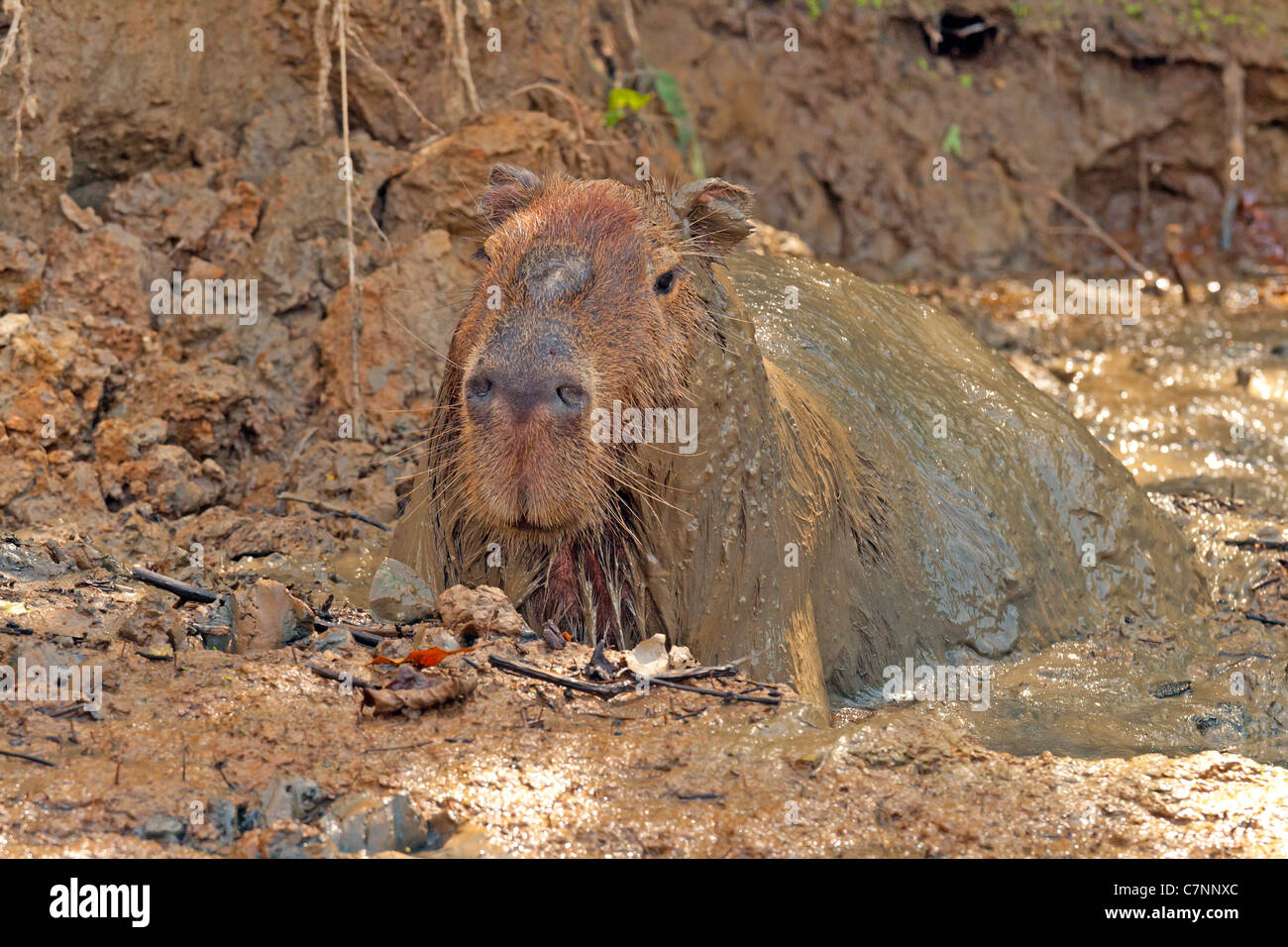 Wild capybara in Madidi mosaic (pampas del rio Yacuma Stock Photo - Alamy