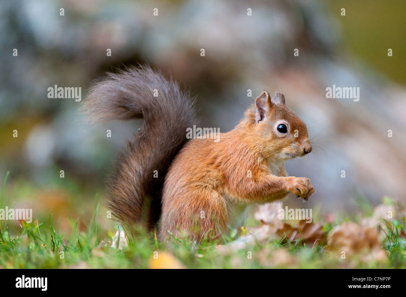 Squirrel looking at me hi-res stock photography and images - Alamy
