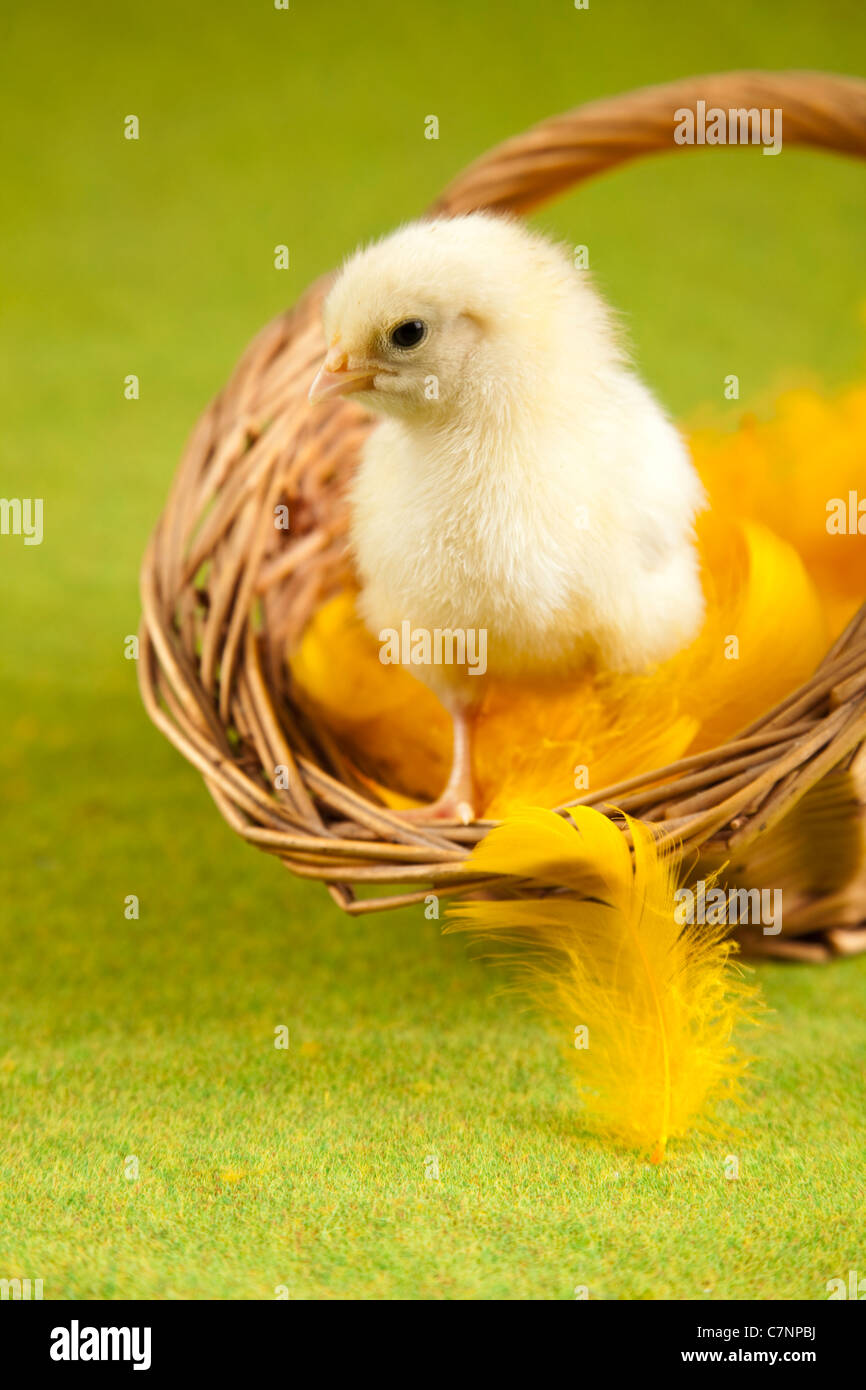 Happy easter chickens in hi-res stock photography and images - Alamy