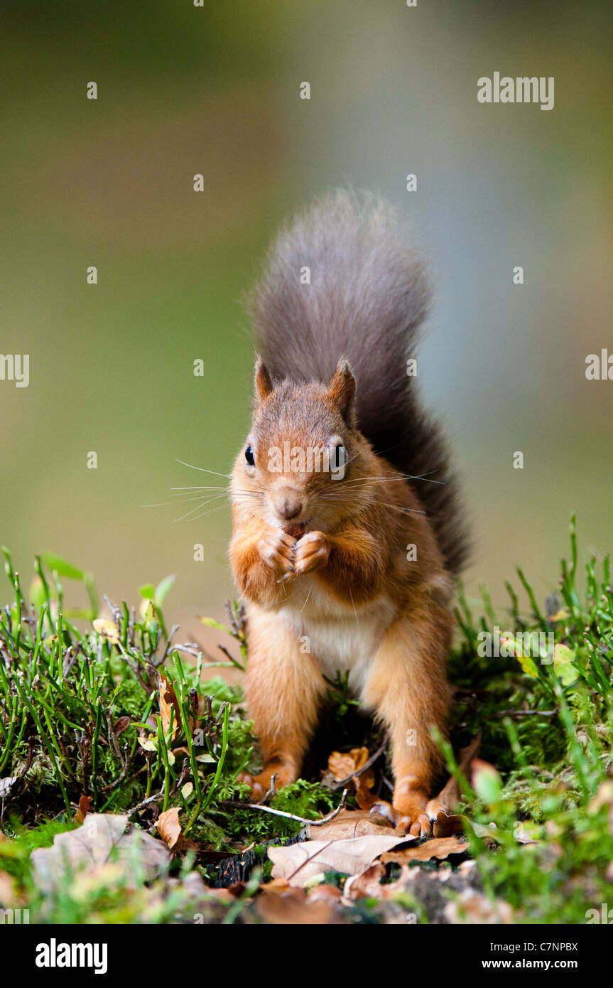 Squirrel species hi-res stock photography and images - Alamy