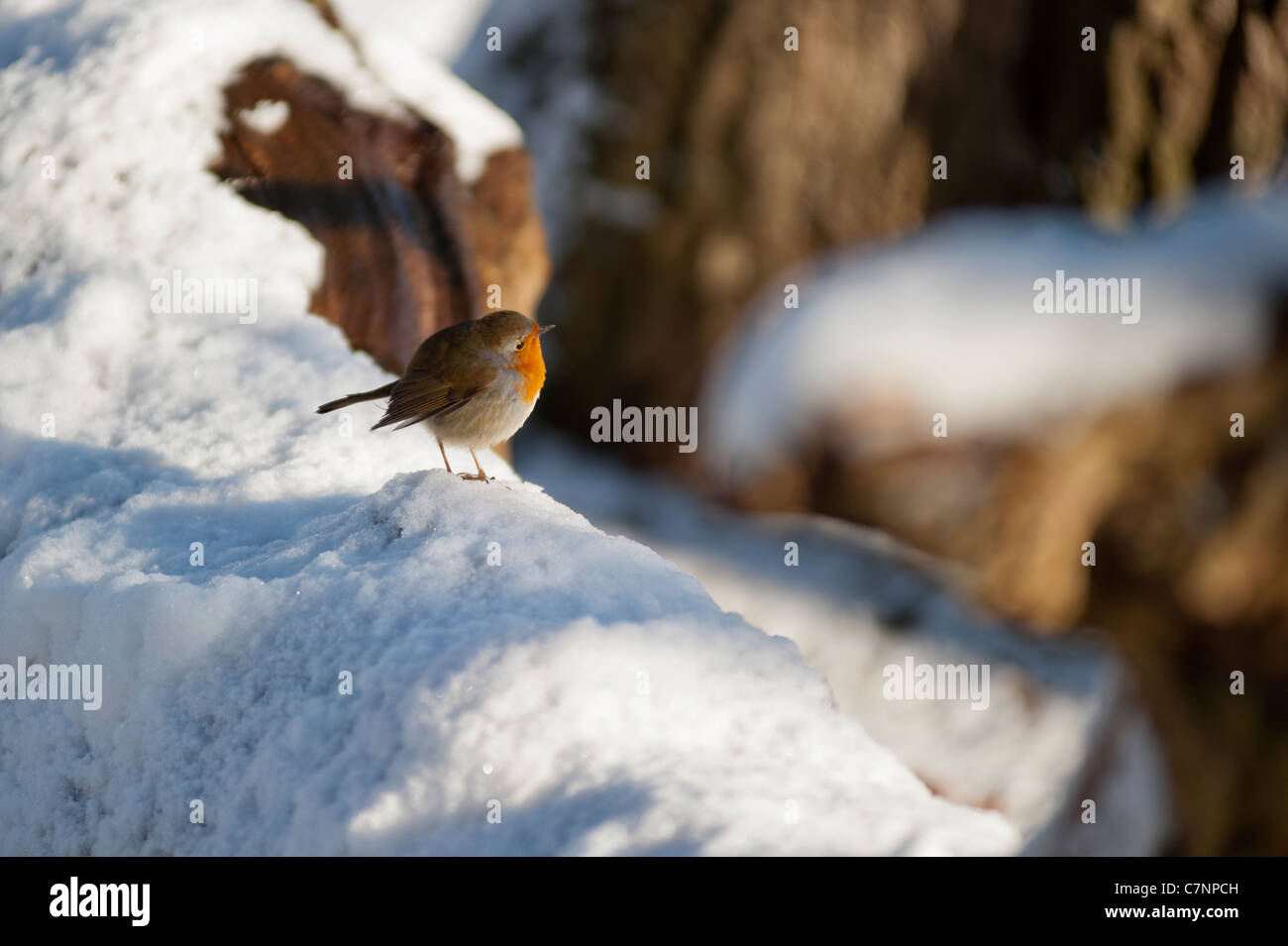 Red robin hi-res stock photography and images - Alamy