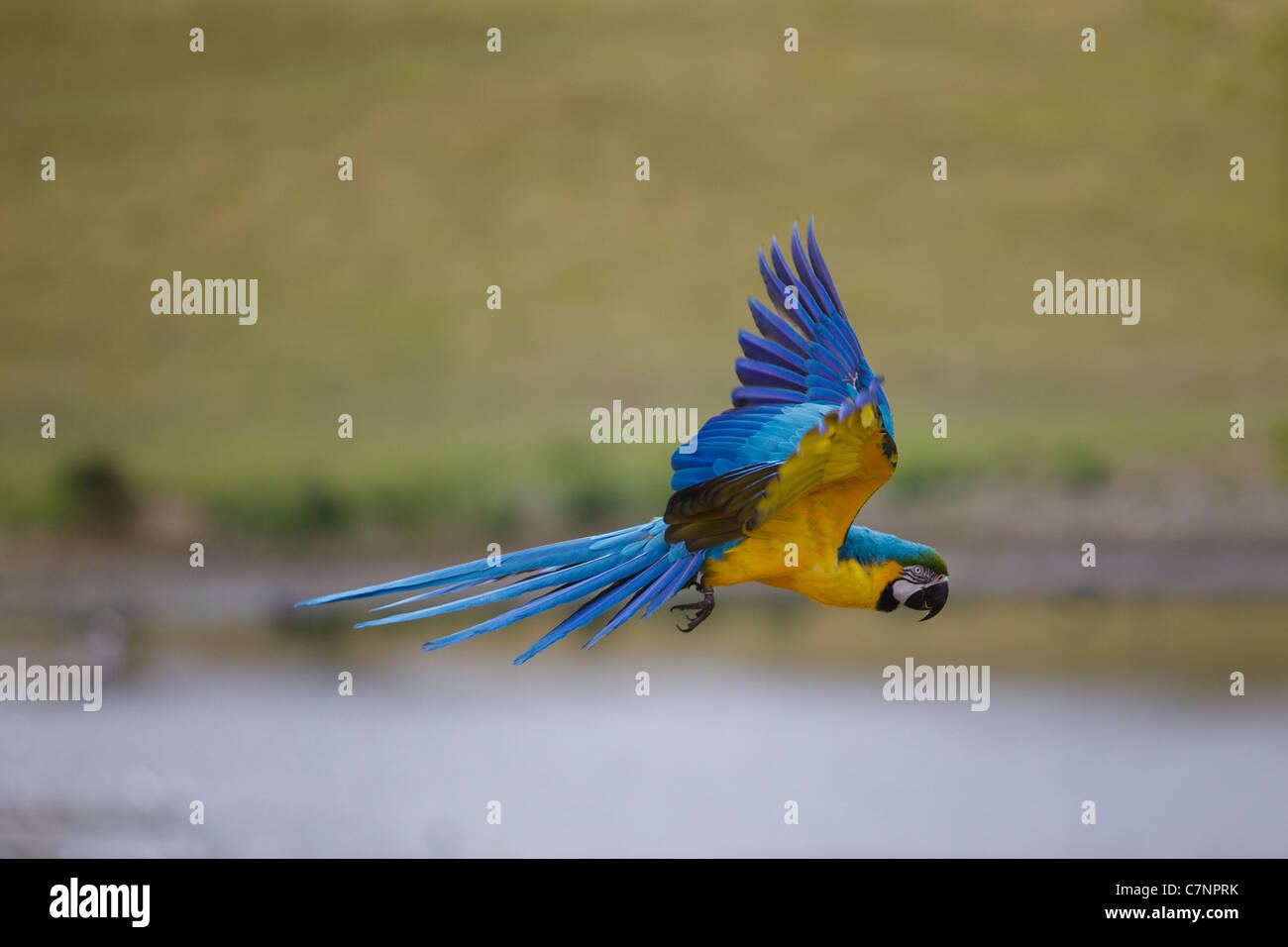 A Golden Macaw in mid-flight Stock Photo - Alamy