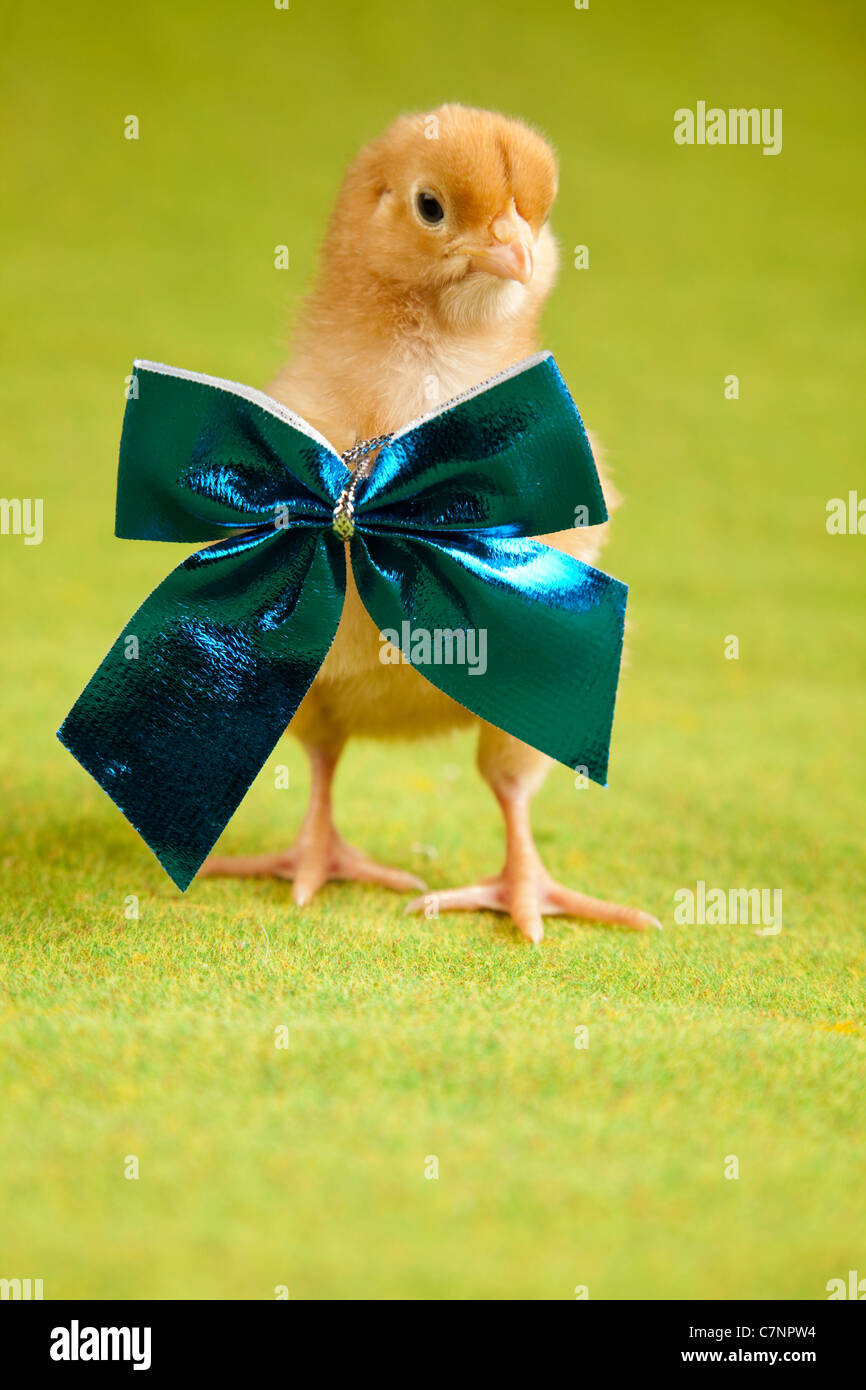Cute little chick Stock Photo - Alamy