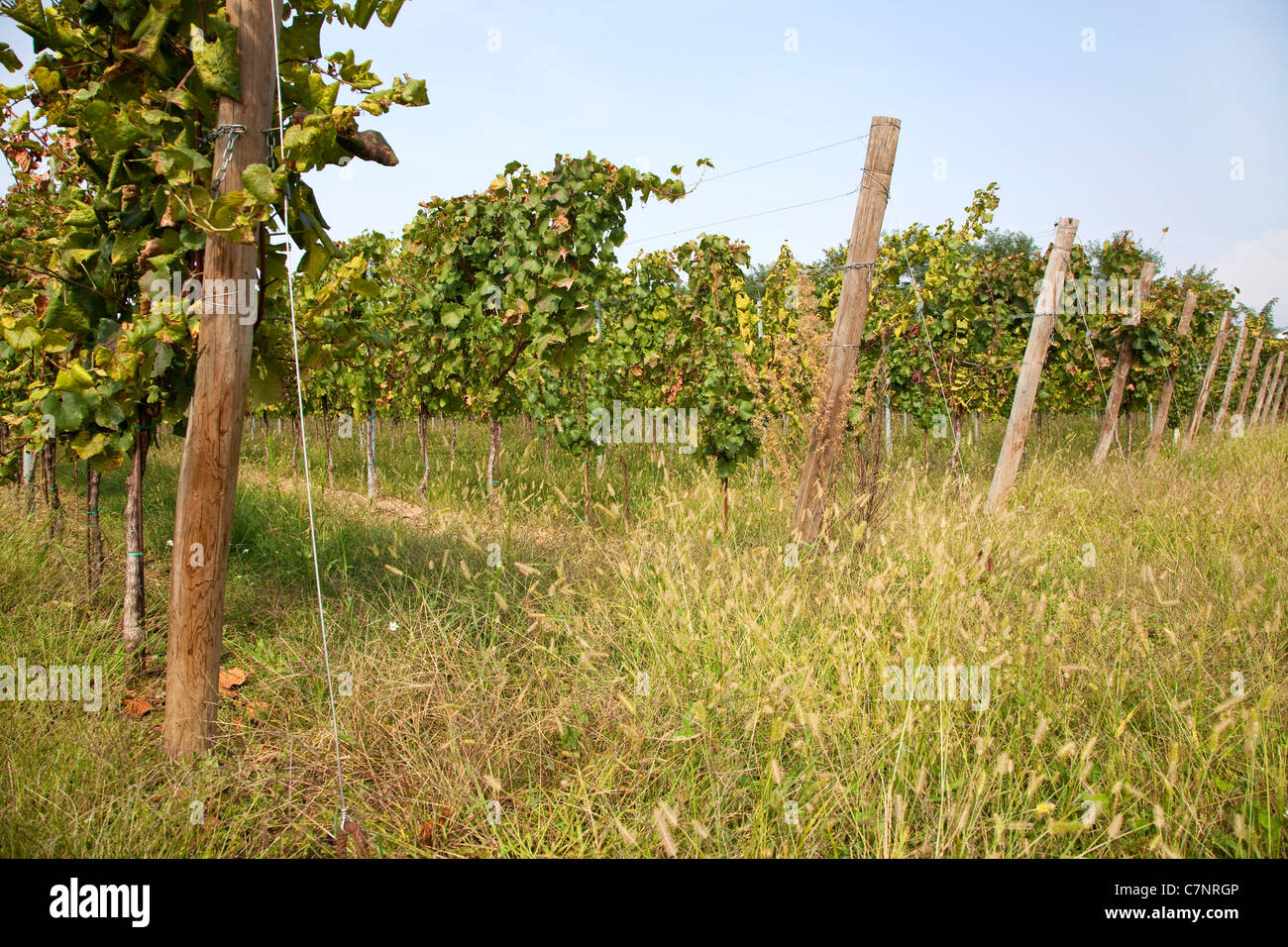Franciacorta winery hi-res stock photography and images - Alamy