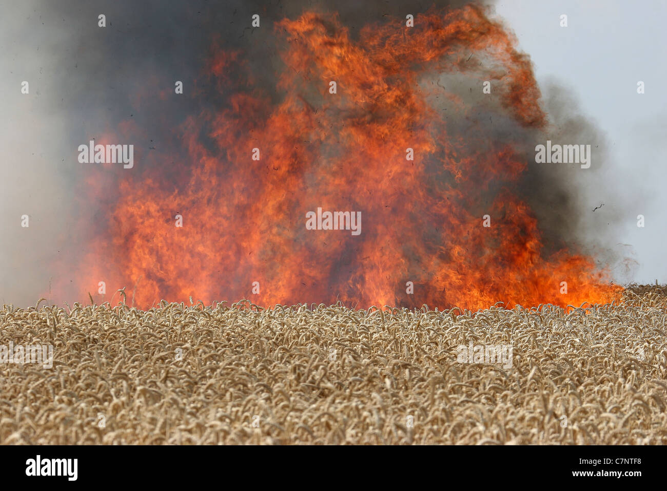 Large fire in a cornfield Stock Photo - Alamy