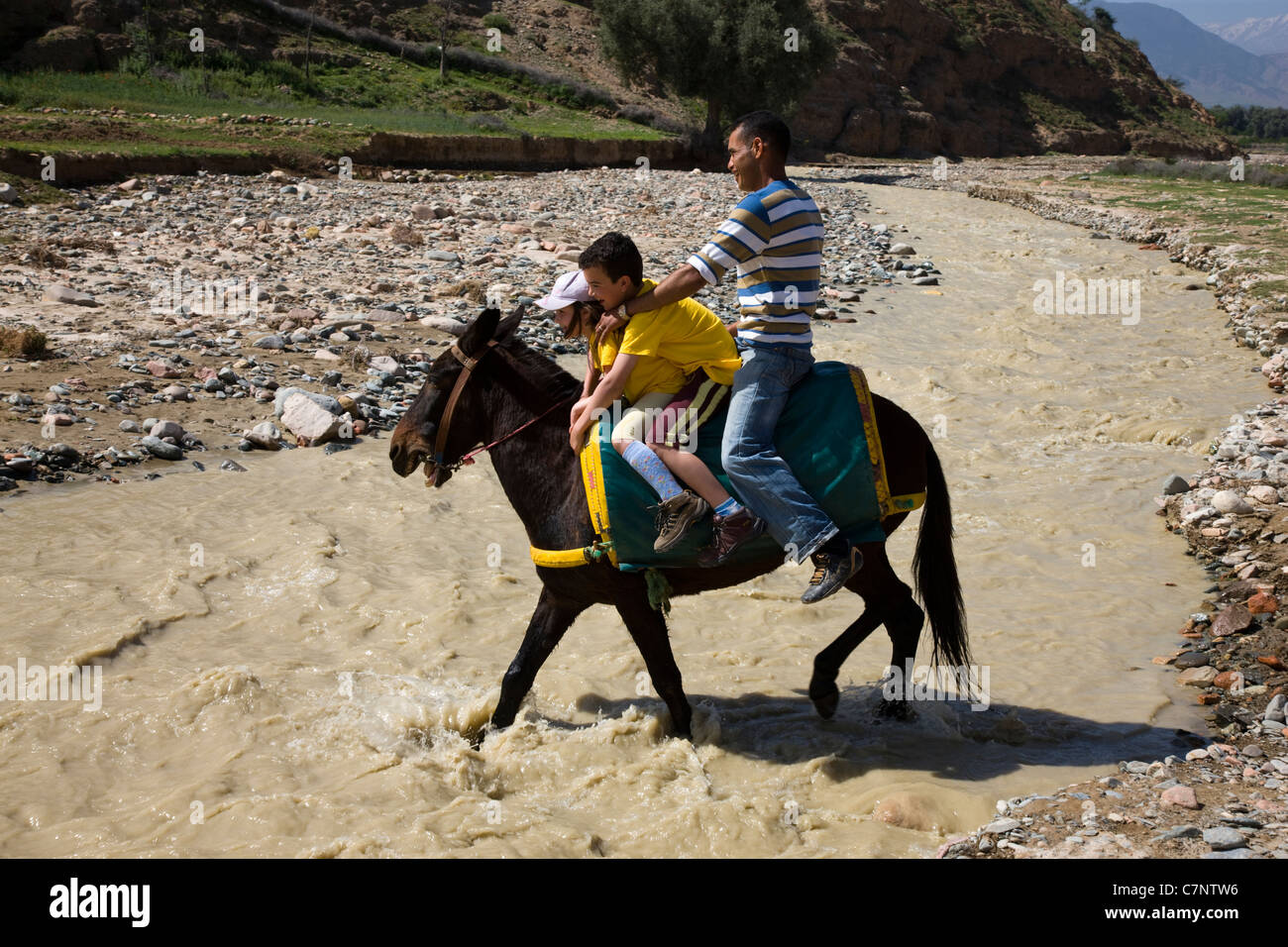 Crossing the meltwater streams on mules Stock Photo - Alamy