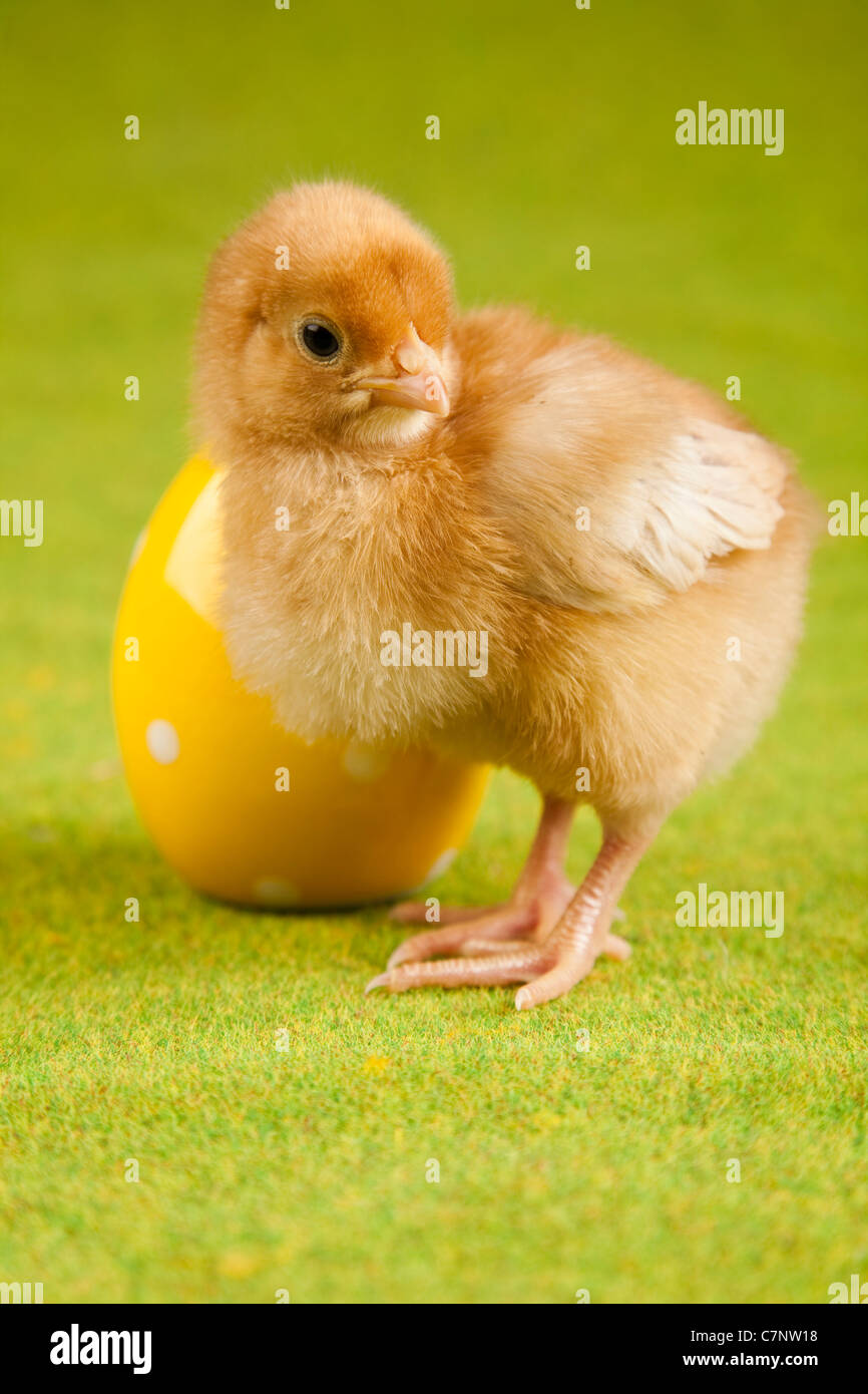 Easter young chick Stock Photo - Alamy