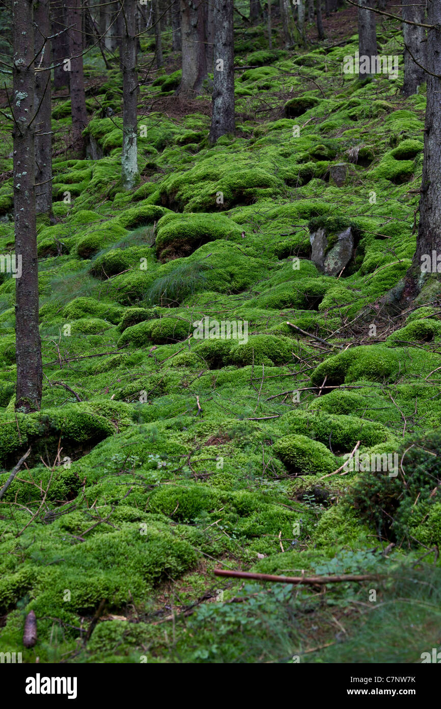 Boden moos hi-res stock photography and images - Alamy