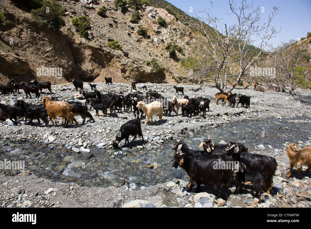 Herd of goats in the river valley Stock Photo - Alamy