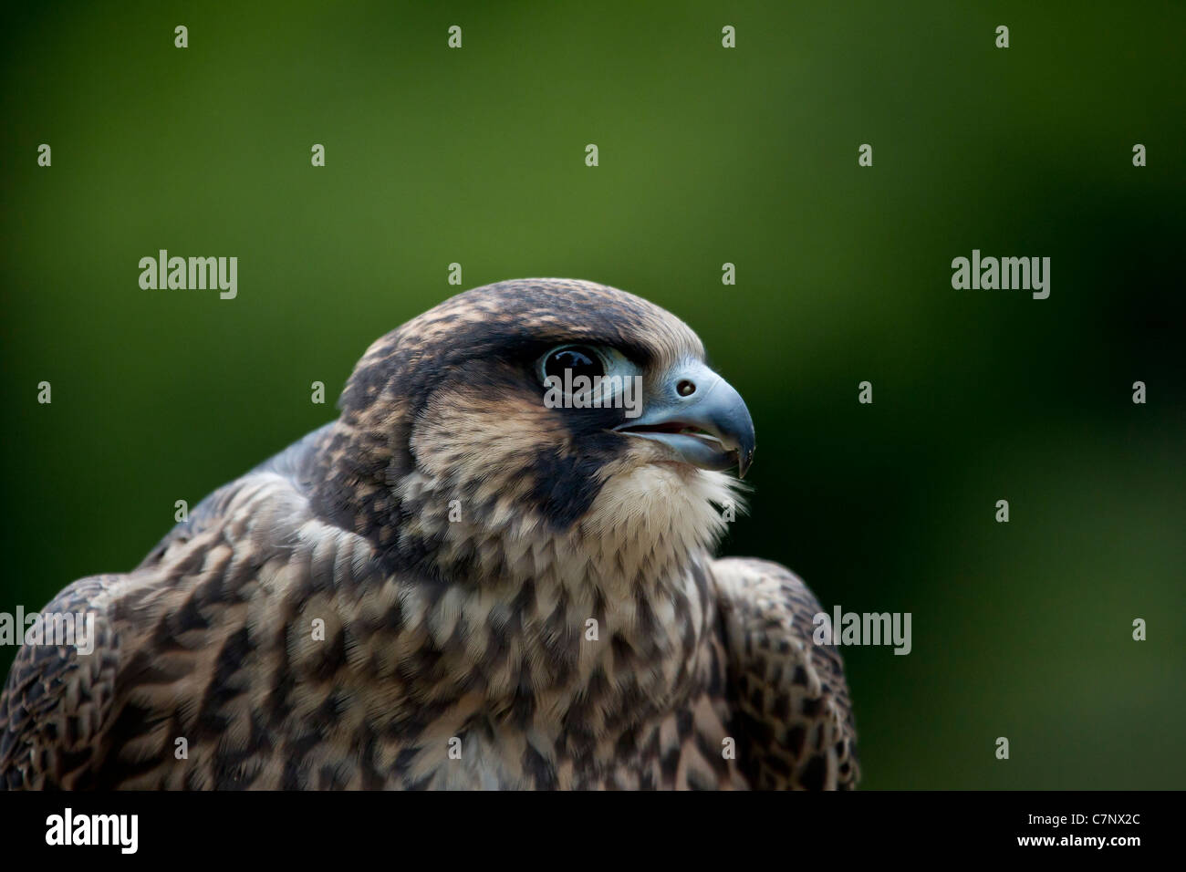 Wanderfalke hi-res stock photography and images - Alamy