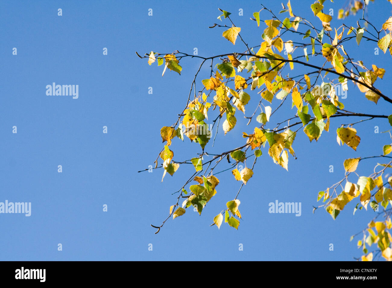 Yellow birch tree hi-res stock photography and images - Alamy