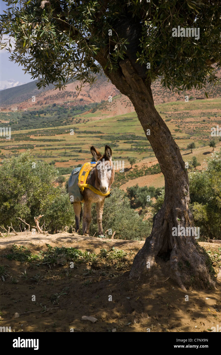 Mule tied in the shade of an Argan tree waiting patiently for its owner ...