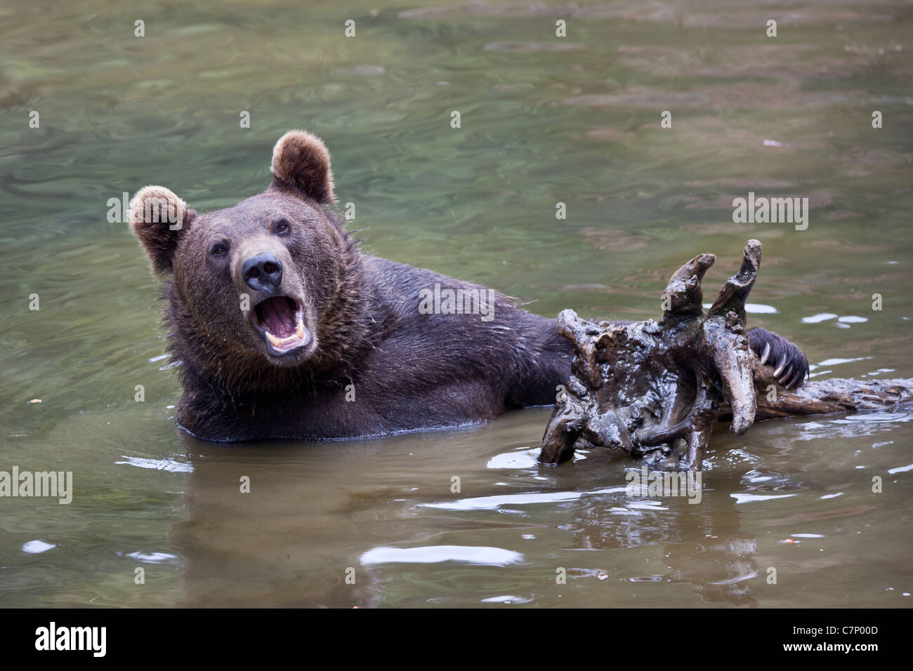 Braunbaer, Ursus arctos, Bear Stock Photo - Alamy