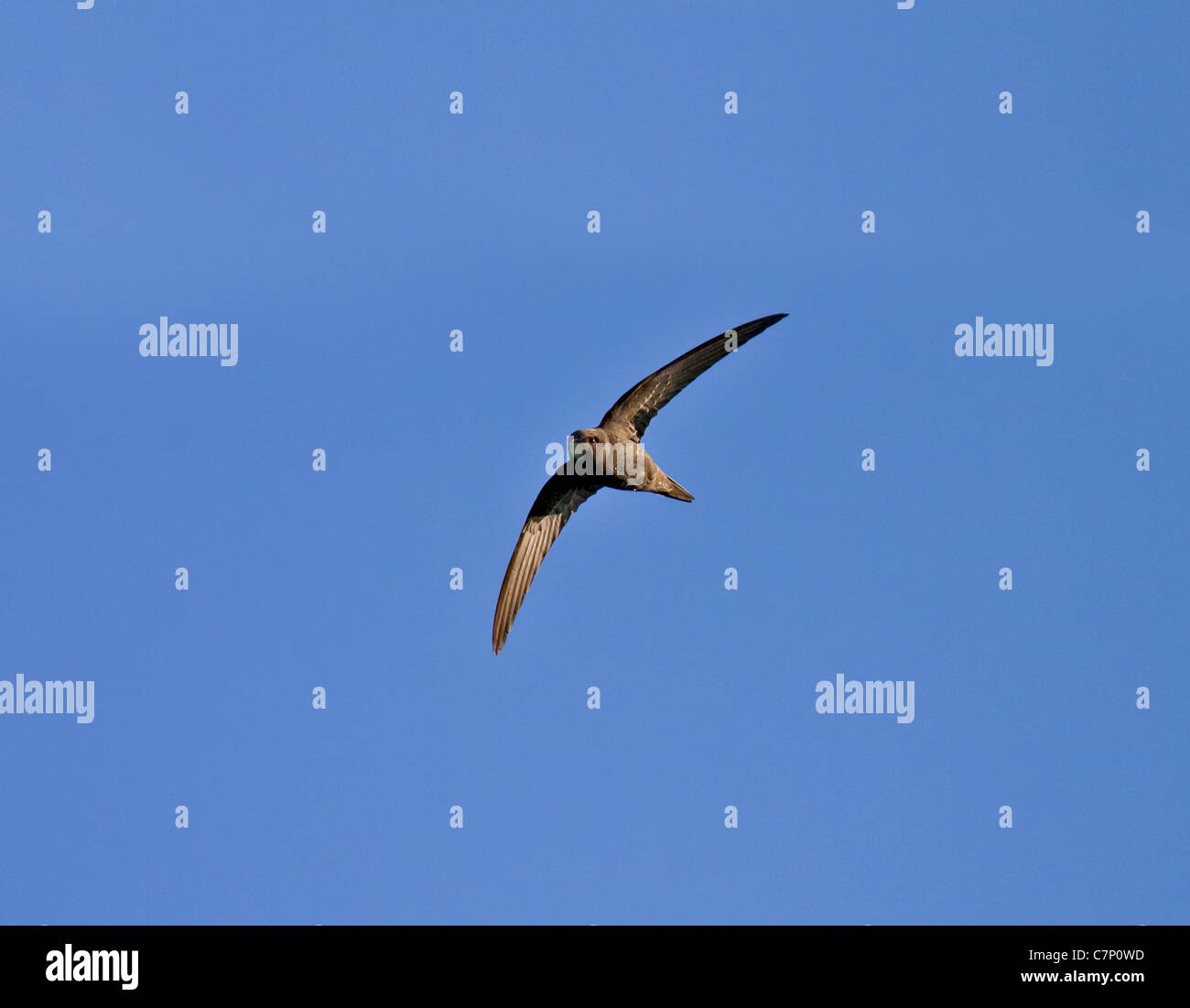 Common swift flying hi-res stock photography and images - Alamy