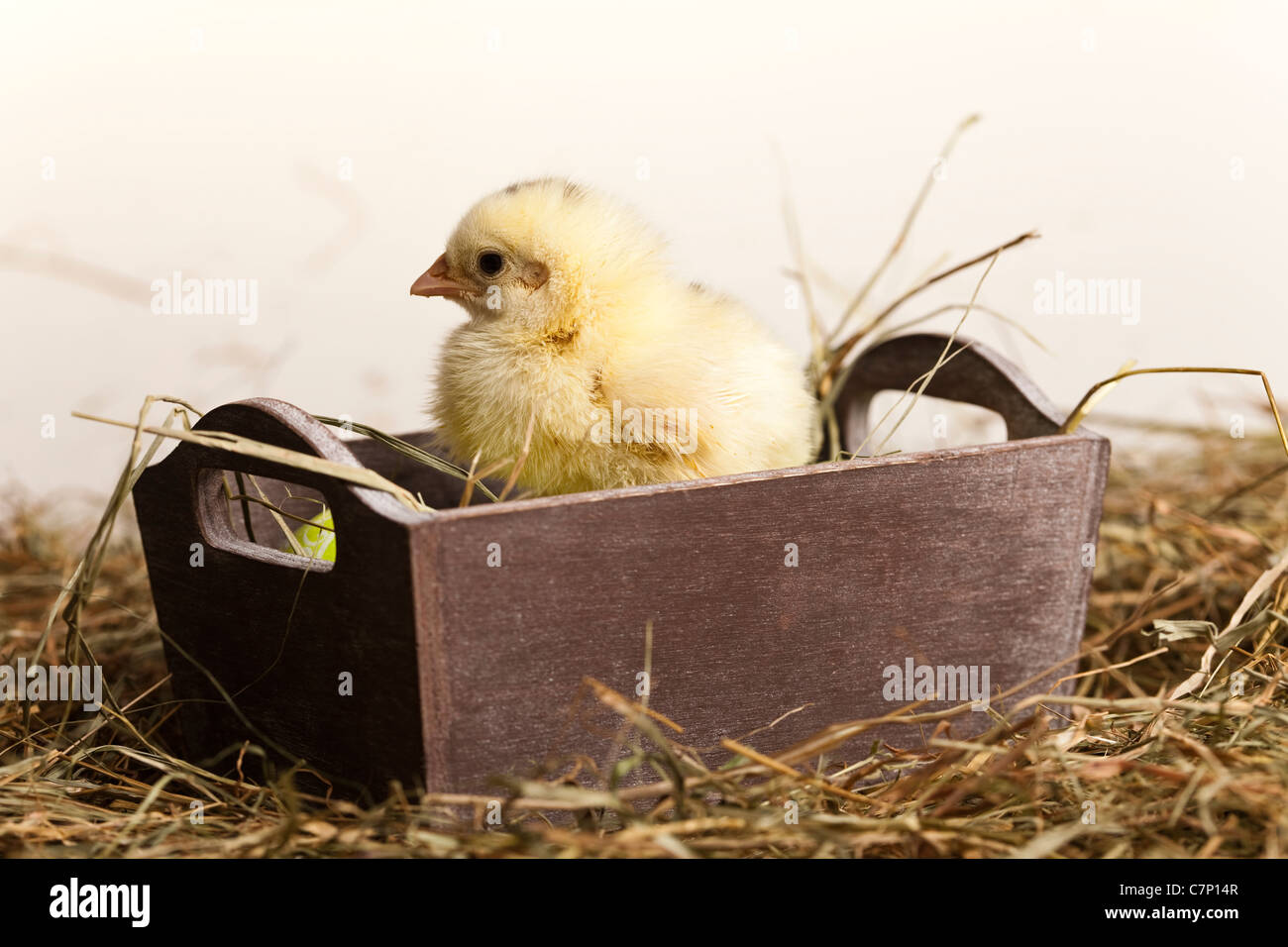 Happy easter chickens in hi-res stock photography and images - Alamy