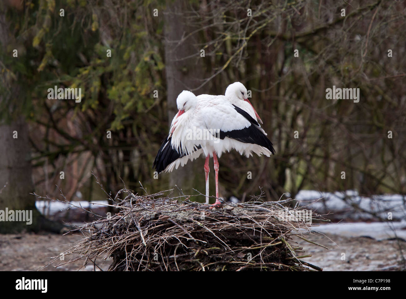 Schnabel storch hi-res stock photography and images - Alamy