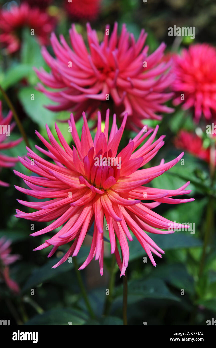 Dahlia pontiac hi-res stock photography and images - Alamy