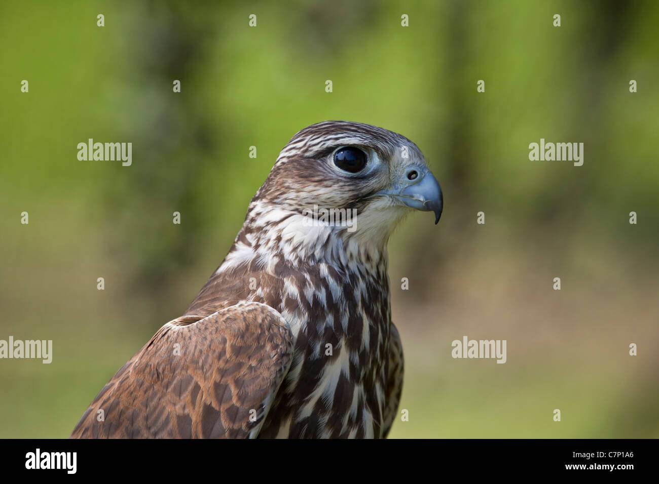 Sakerfalke hi-res stock photography and images - Alamy