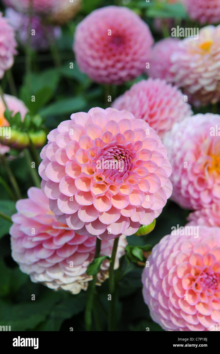 Hamari hi-res stock photography and images - Alamy