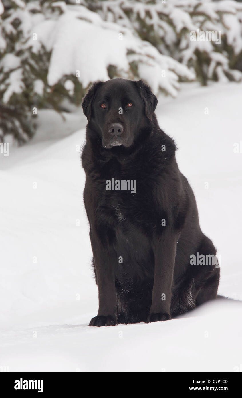 Black Labrador Retriever sitting in Snow with snow covered Spruce trees ...