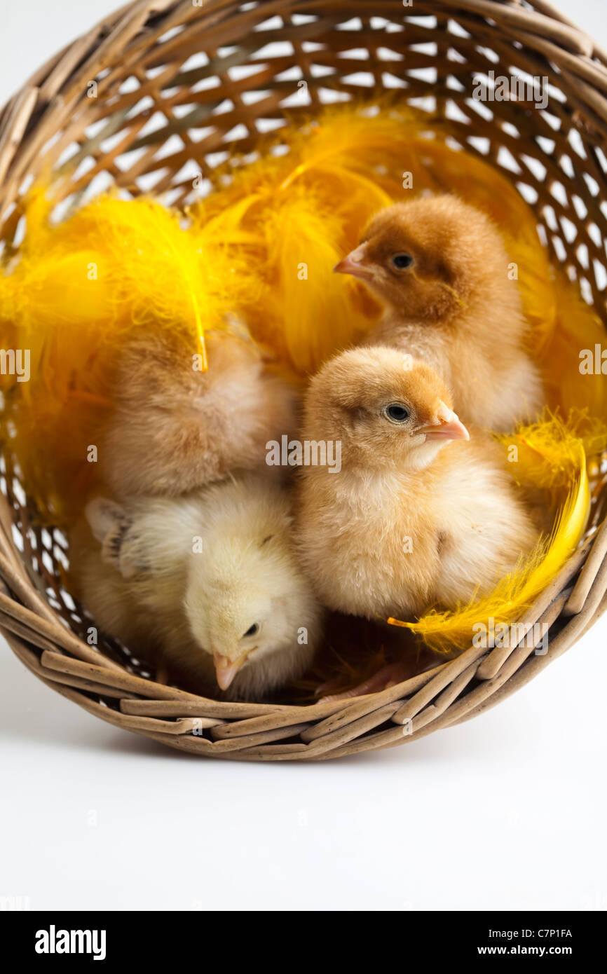 Happy easter chickens in hi-res stock photography and images - Alamy