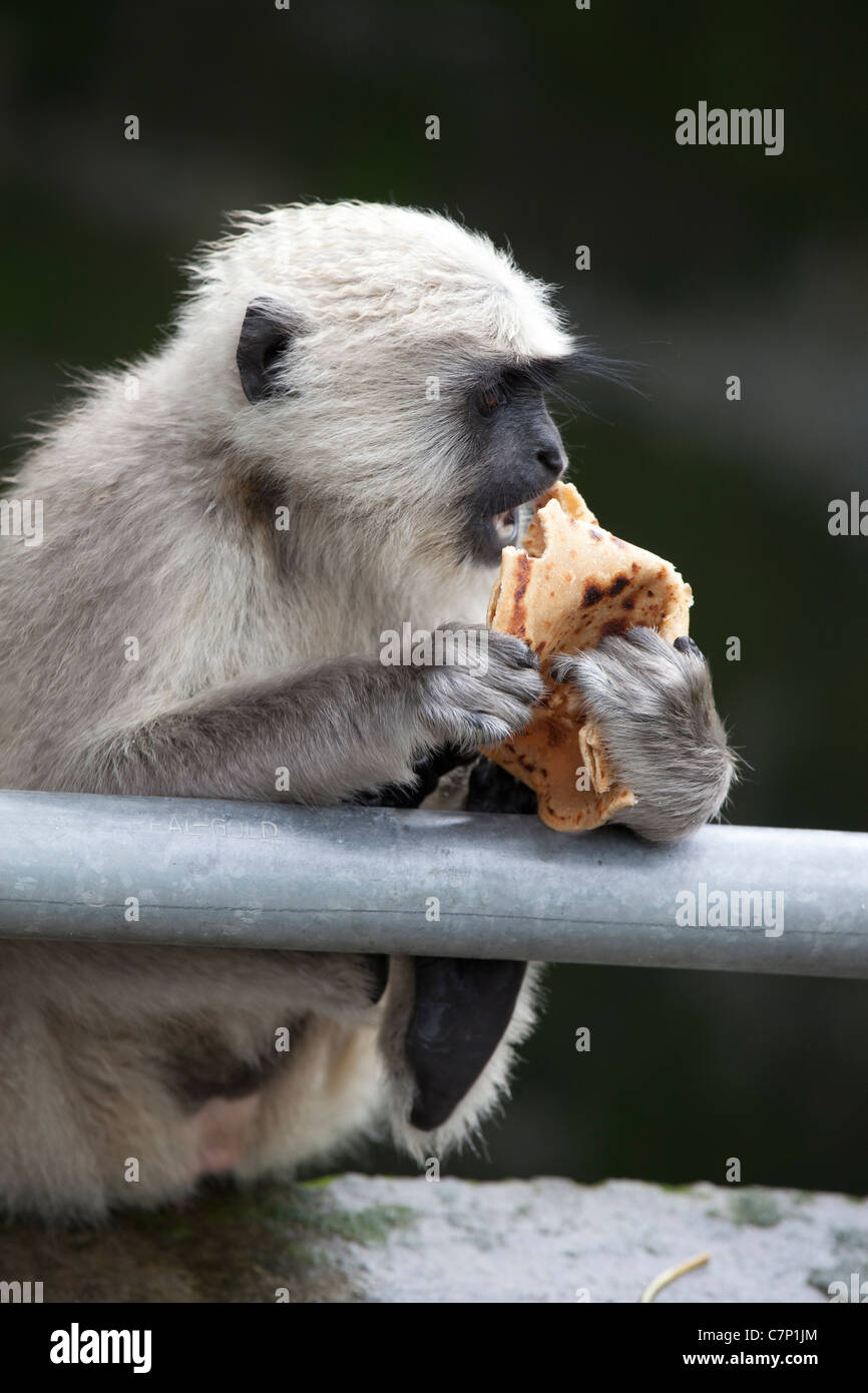 A Young Langur monkey eating a roti (flat bread) by the roadside at ...