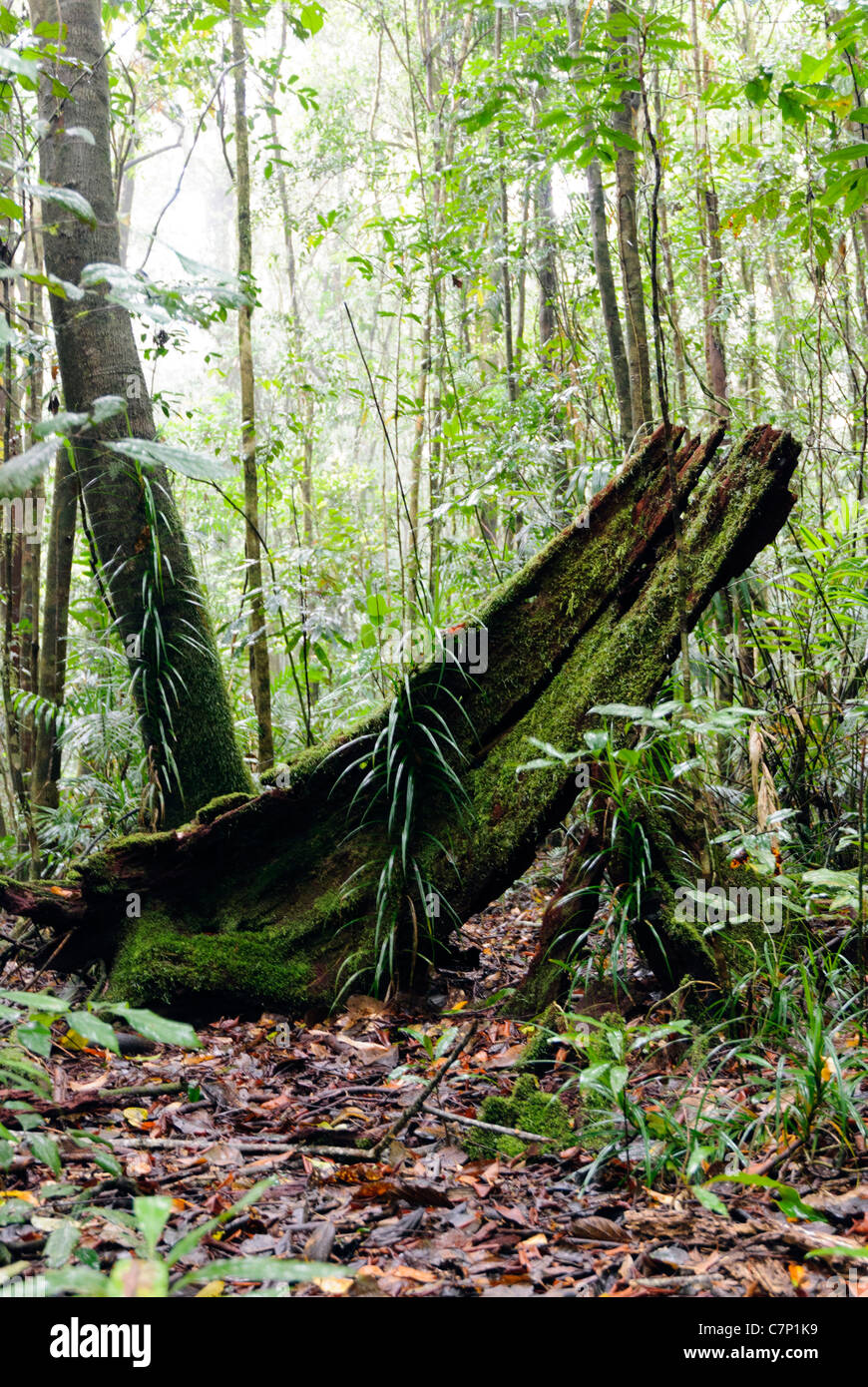 Death tree - Paluma Range National Park Stock Photo - Alamy